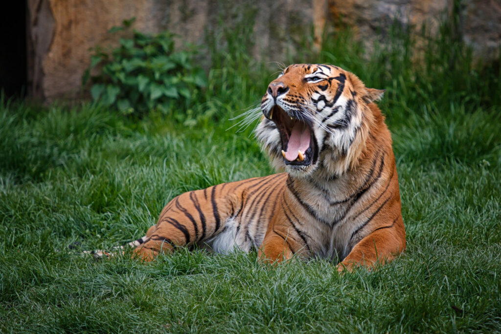 Understanding Tiger Dream Meanings: 15 Interpretations Explained