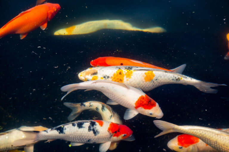 How to Use Feng Shui Fish to Attract Wealth and Abundance in 2024