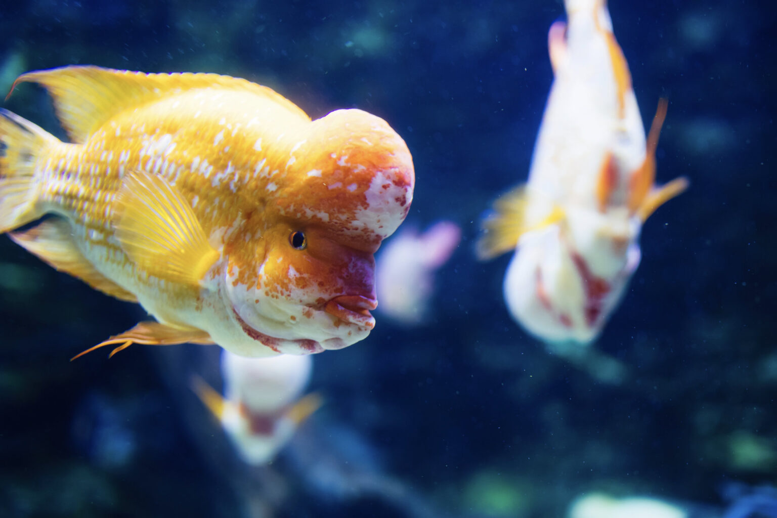 How to Use Feng Shui Fish to Attract Wealth and Abundance in 2024